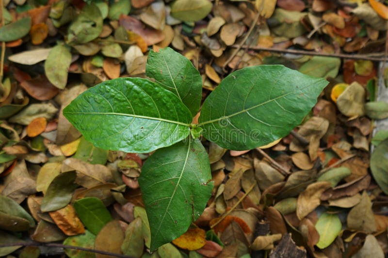 New Born Tree on Bunch of Leaf Stock Photo - Image of shrub, fruit ...