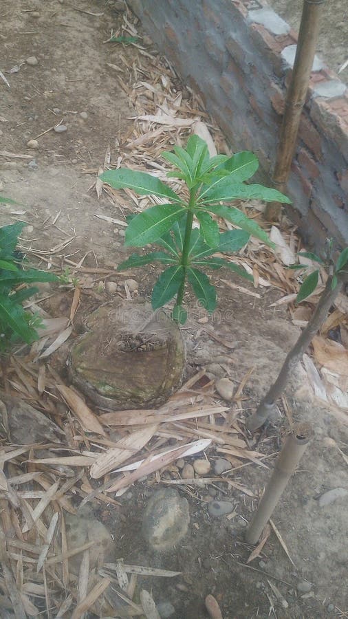 New born tree coming out stock image. Image of constructed - 177808605