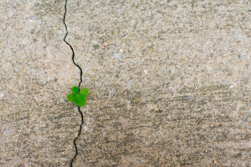 New Born Tree on Cracks of Concrete Floor Stock Photo - Image of ...
