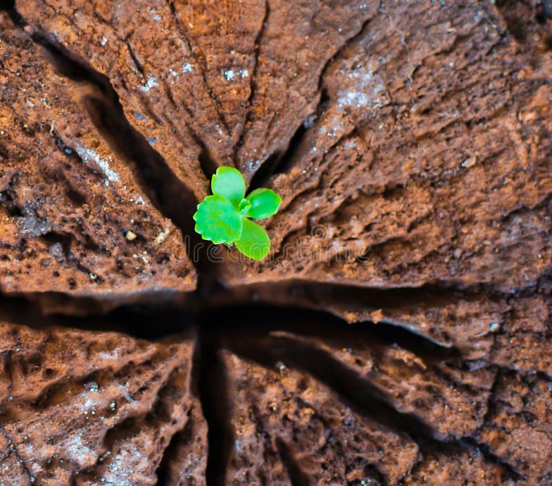 New Born Tree on Old Stump Cracks Stock Photo - Image of breach, green ...