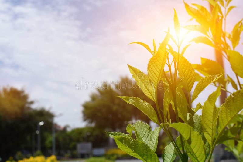 New Born Trees in Light Green Stock Image - Image of leaf, earth: 153987287