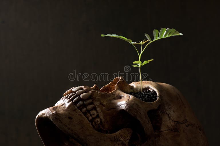 New born stock photo. Image of birth, skeleton, born - 39759490
