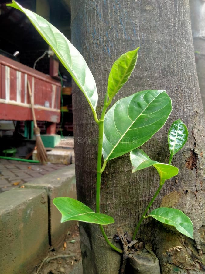 A New Branch Grow Up at beside My Home Stock Image - Image of ground ...