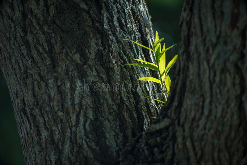 New Branch Growing and Glowing in between Tree Trunks Stock Image ...