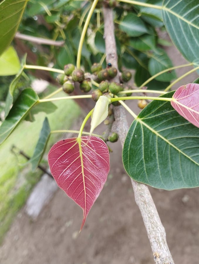 The New Branch of the Peepal Tree are Beautiful To Look at Stock Image ...