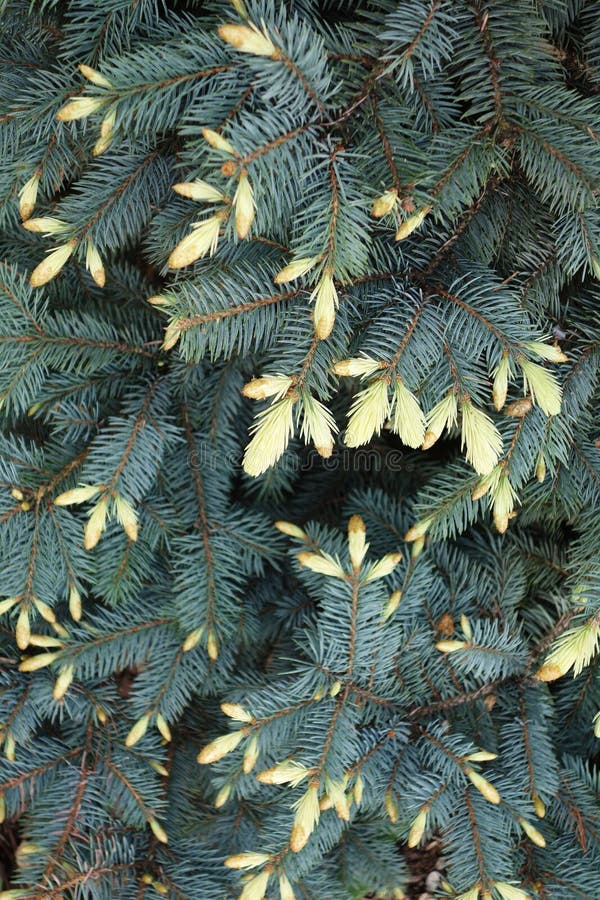 New Branches of Blue Spruce in Spring. Young Green Sprouts Stock Image ...
