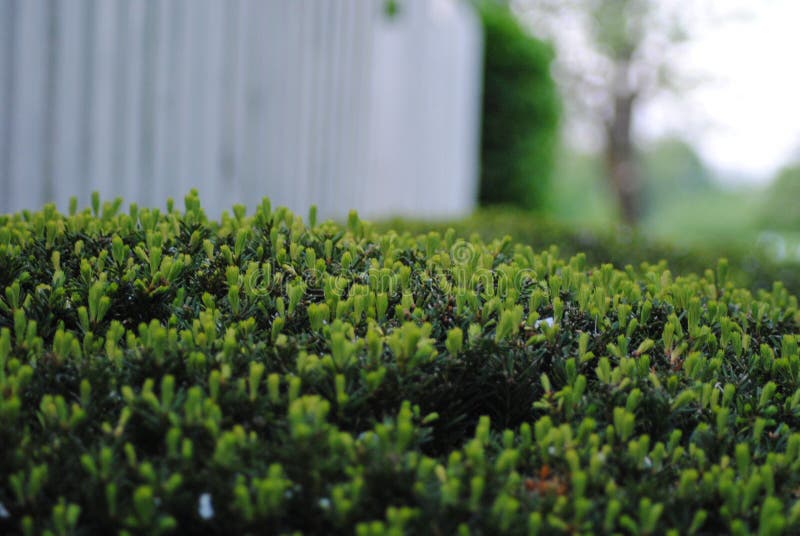 New Branches Growing on the Bush Stock Photo - Image of green, front ...