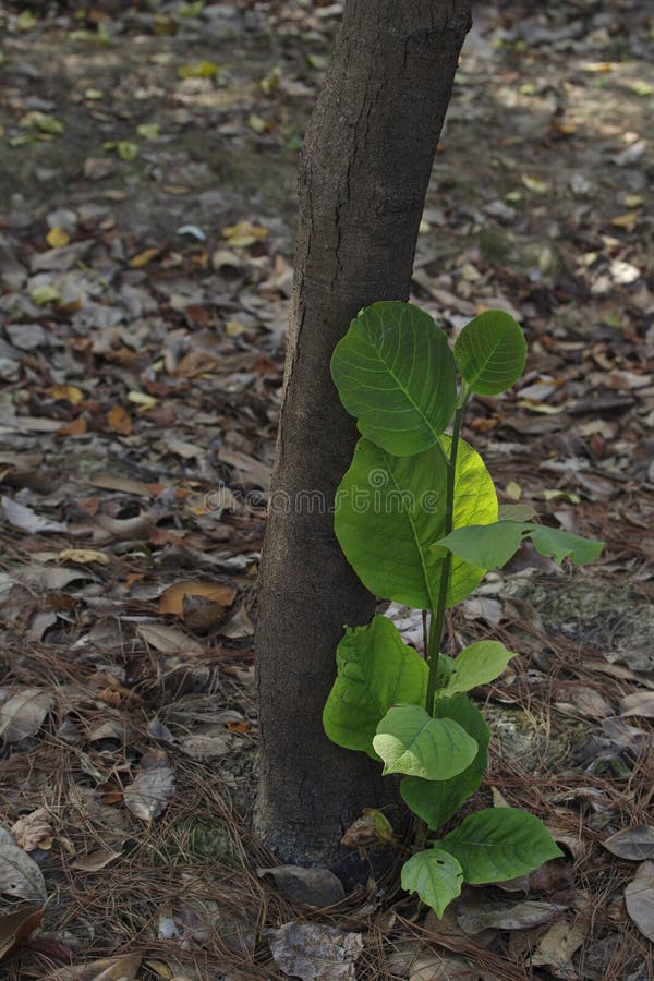 New Branches Growing Under the Trunk Stock Photo - Image of branches ...