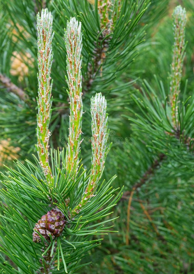 New branches of pine tree stock image. Image of growth - 63284409