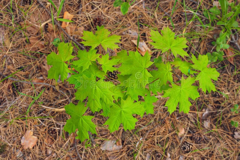 New Bright Green Small Maple Tree Stock Image - Image of nature ...