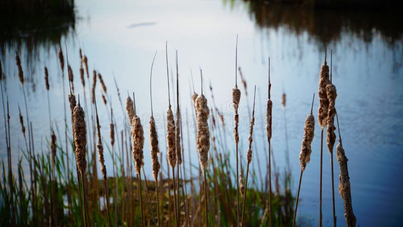 Marsh Plants stock image. Image of marsh, canada, brunswick - 134940925