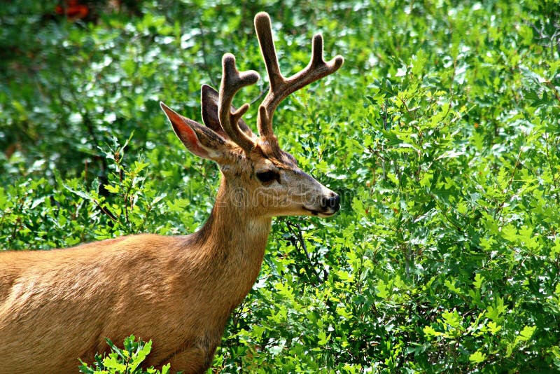 A new Buck stock image. Image of deer, yearling, antlers - 111203985