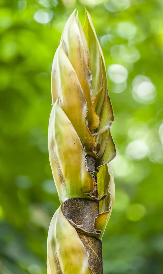 New Bud of Bamboo tree stock photo. Image of blossom - 154430138
