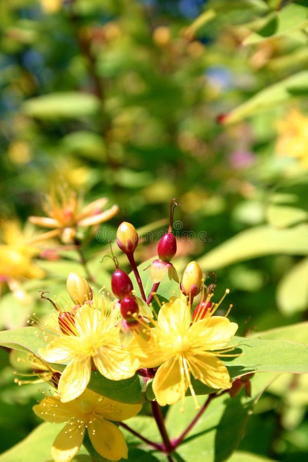 New Buds stock image. Image of summer, sprouting, petal - 4381207