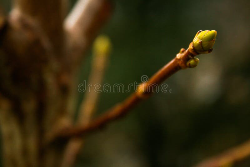 New buds begin to bloom stock image. Image of beauty - 148353569