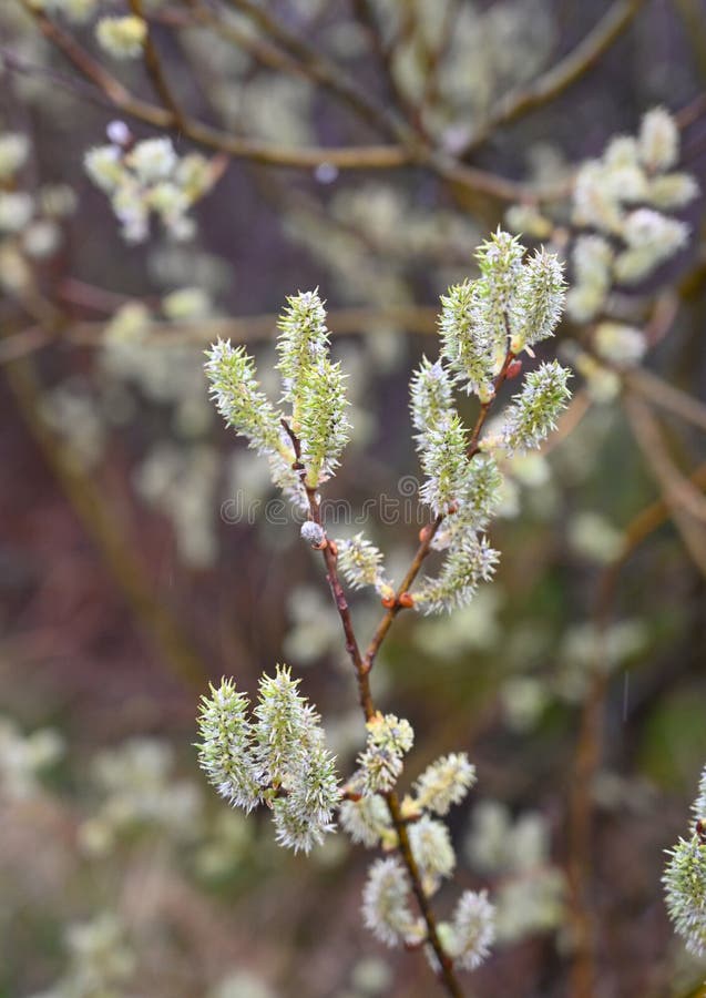New Buds Blooming on Soft Green Branches in Early Springtime Garden ...