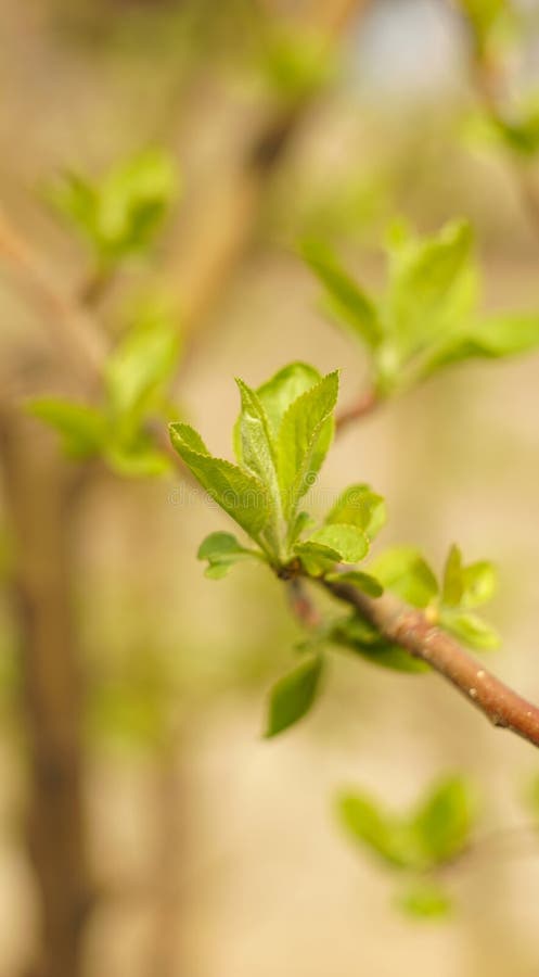 New Buds are Growing on the Apple Tree Stock Photo - Image of apple ...