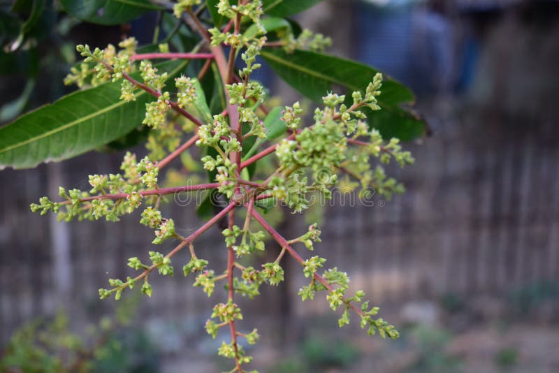 New Buds Grown on Mango Tree Stock Image - Image of grown, buds: 142277541