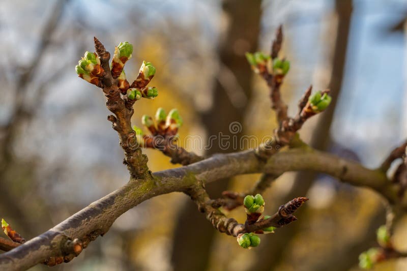 New Buds Pear Tree Green Sepals Spring Orchard Stock Photos - Free ...