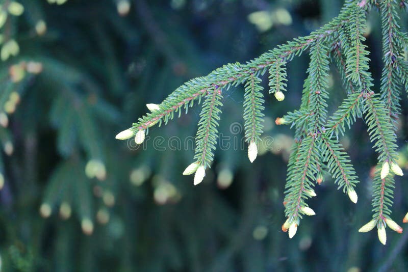 New Buds on a Pine Tree stock photo. Image of macro - 147436470