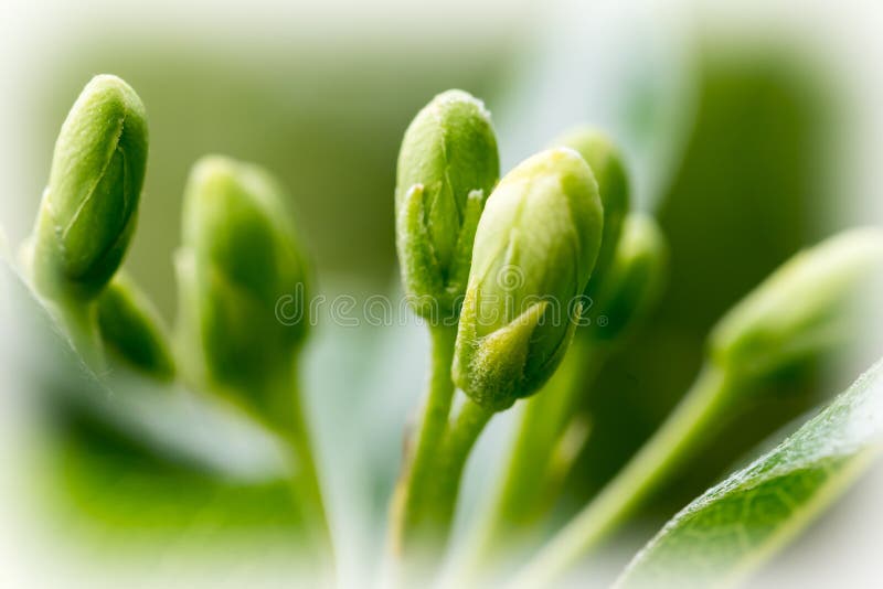 New buds on a plant stock photo. Image of closeup, outdoor - 69583244