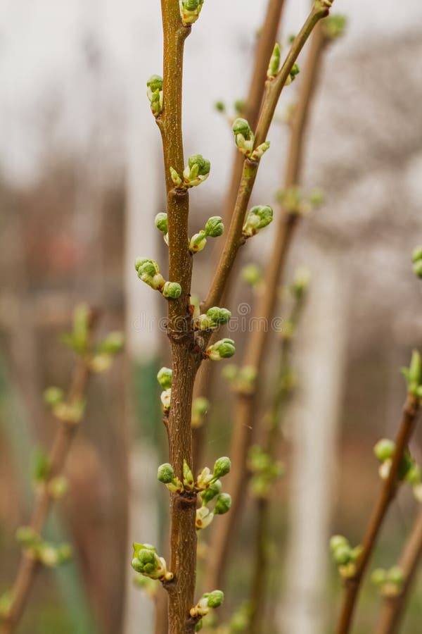 New Buds Plum Tree Green Sepals Spring Orchard Stock Photos - Free ...