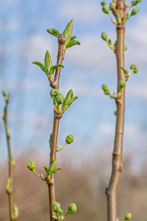 New Buds Plum Tree Green Sepals Spring Orchard Stock Photos - Free ...