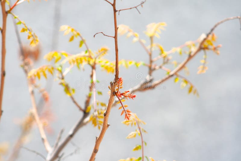 New Buds with Red Leaves Grow on Tree Branches in Early Spring Stock ...