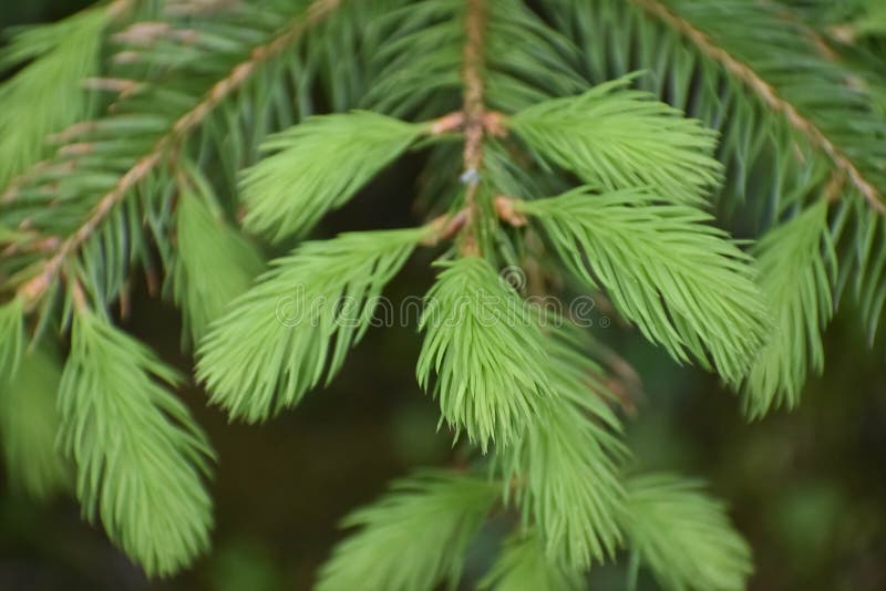 Red Spruce Evergreen Tree Buds Stock Image - Image of pine, wisconsin ...