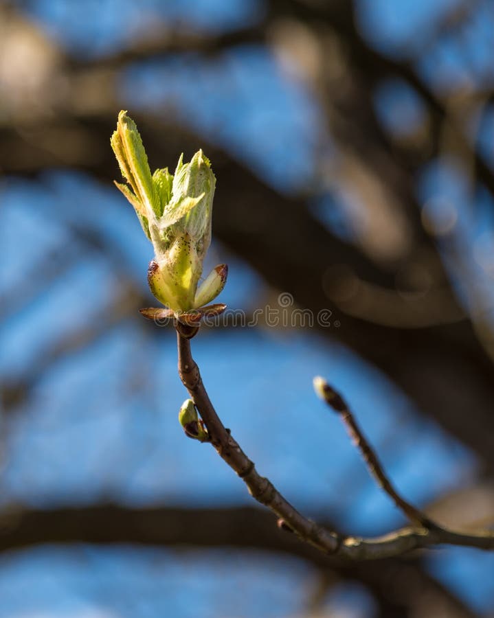 New Buds stock image. Image of outside, organic, stem - 69412565