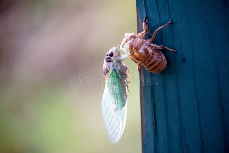 New Cicada Bug Beginning Landscape Stock Image - Image of ...