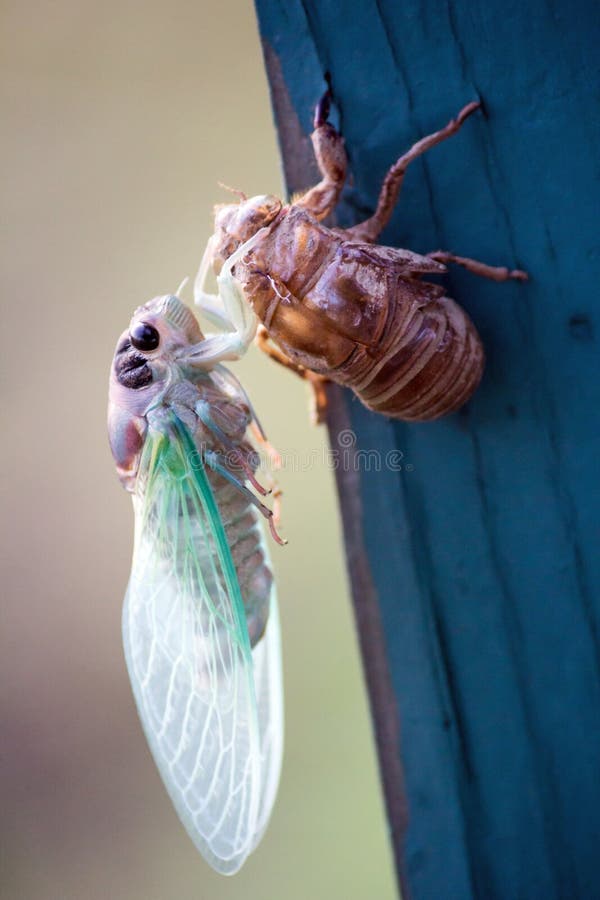 New Cicada Bug Beginning stock photo. Image of larvae - 56618860