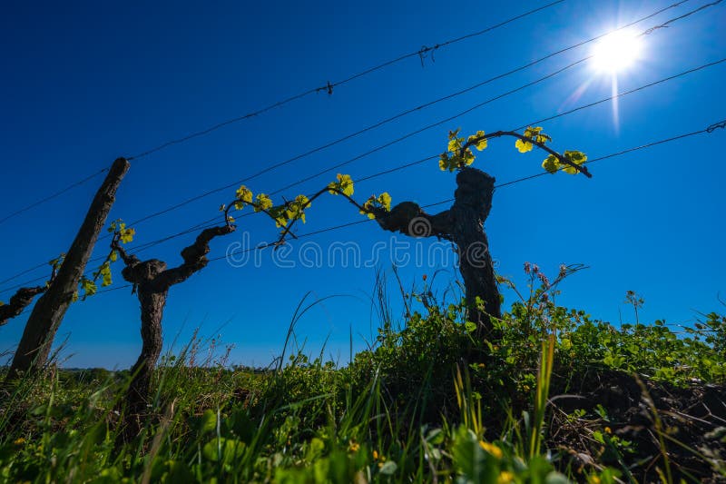 New Bug and Leaves Sprouting at the Beginning of Spring on a Trellised ...