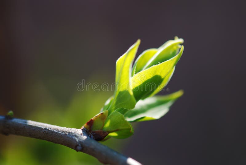 New Burgeon on Dark Background Stock Photo - Image of cultivated, plant ...