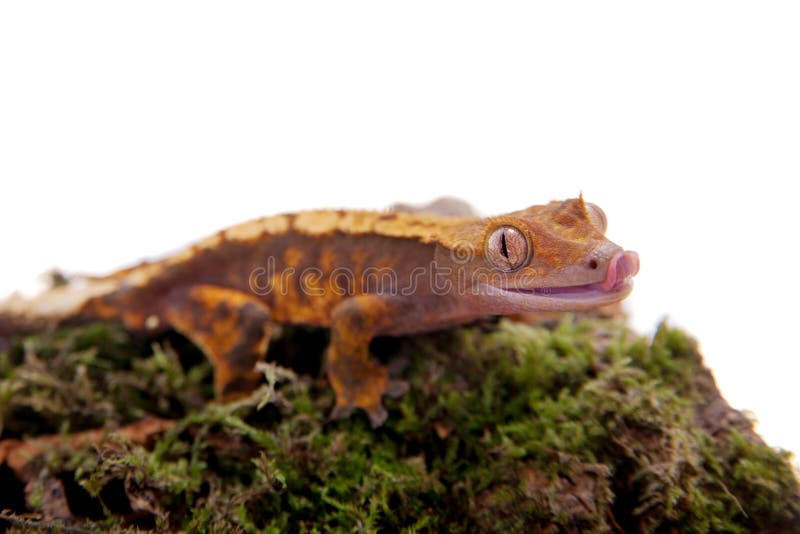 247 Tan Gecko Stock Photos - Free & Royalty-Free Stock Photos from ...