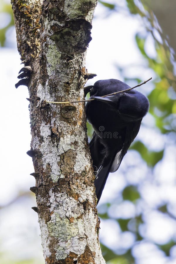 New Caledonian Crow, Corvus Moneduloides Stock Photo - Image of ...