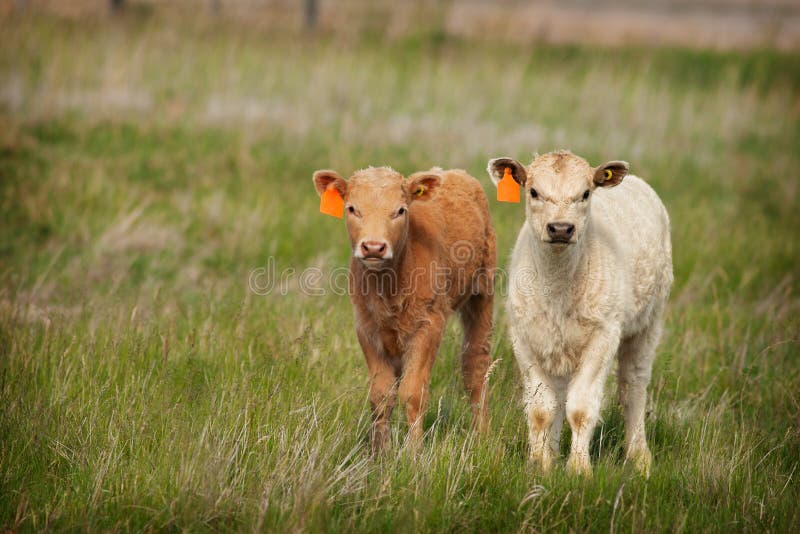 21,093 Calves Stock Photos - Free & Royalty-Free Stock Photos from ...