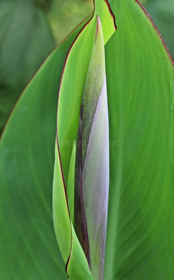 A new canna lilly leaf stock photo. Image of flora, exotic - 241005800