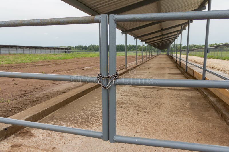New Canopy for Cows. Agricultural Buildings on the Farm Stock Image ...