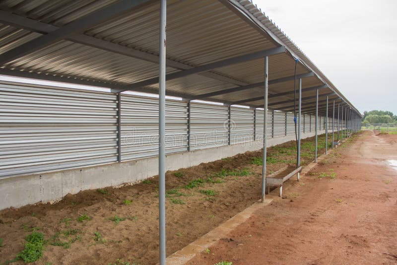 New Canopy for Cows. Agricultural Buildings on the Farm Stock Image ...