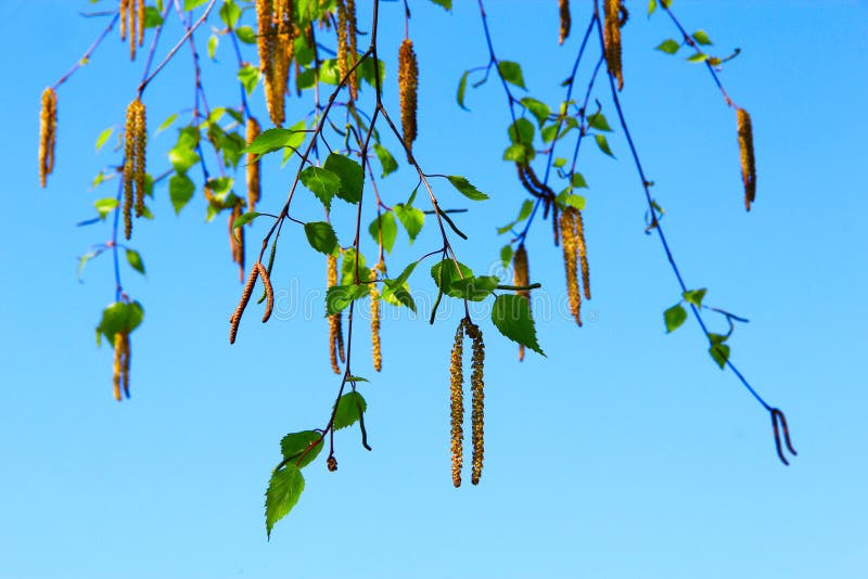 New Catkins of Birch. Springtime. Spring Has Come Stock Photo - Image ...