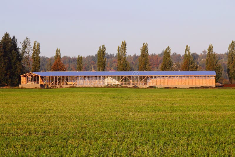 New Cattle Barn Construction Stock Photo - Image of acreage, cattle ...