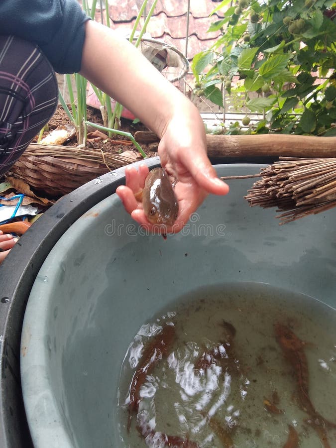 New Channa Limbata Fish from the River Stock Image - Image of river ...