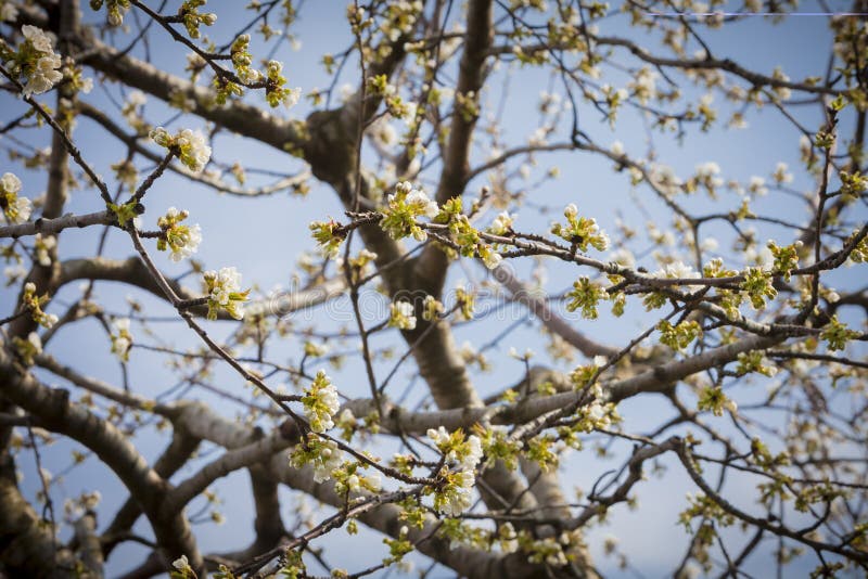 New Cherry Sprouts on Branch Stock Image - Image of blue, head: 25687537