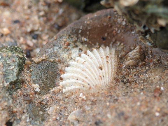 New shell stock photo. Image of beach, shell, organism - 368502700