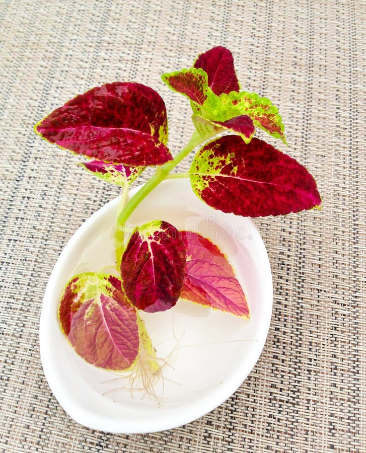 A New Coleus Plant with Roots in a Bowl with Water. Stock Image - Image ...