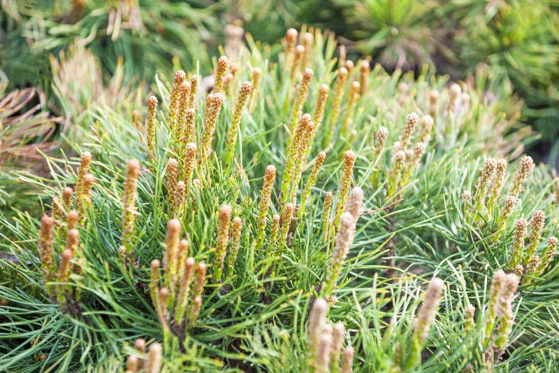 New Conifer Tree Growth Close-up Stock Photo - Image of horizontal ...