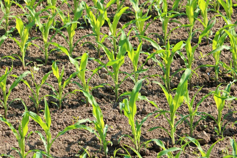 New Corn Crop Background stock photo. Image of fresh - 283997862