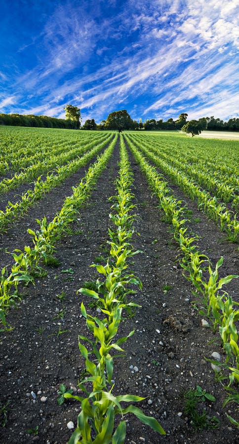 Corn Field Field Of Dreams Site Clears Corn For New Baseball Field