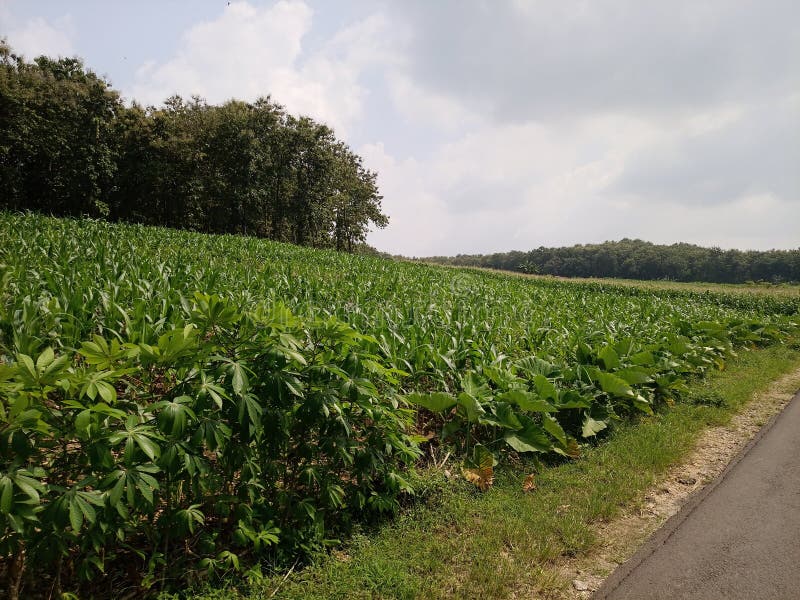 New corn field stock image. Image of shrub, corn, lawn - 271909537